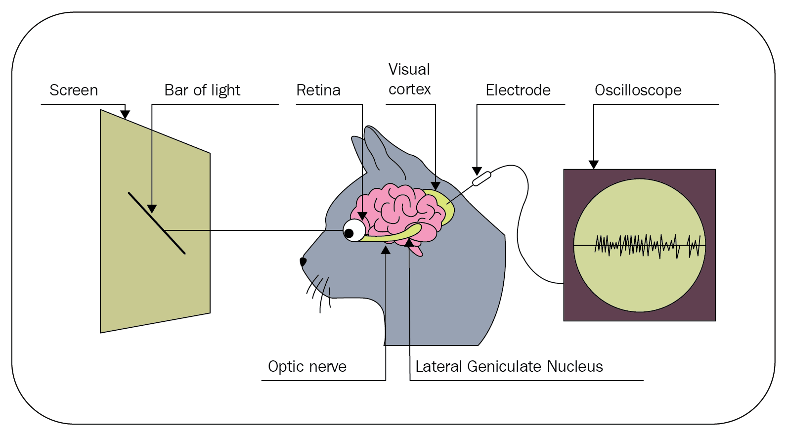 Understanding biological vision - Hands-On Neural Networks with Keras